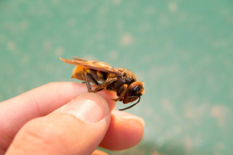 If You Kill a Wasp, Will More Come? » ModeFab